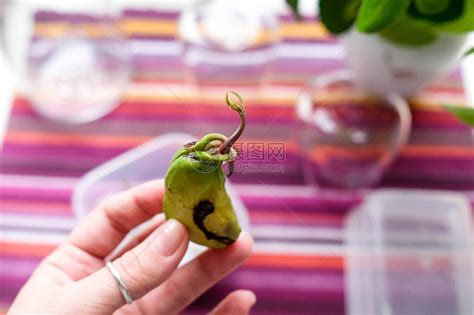 将芒果种子握在你的手中高清图片下载 正版图片504342995 摄图网 将芒果种子握在你的手中高清图片下载 正版图片504342995 摄图网