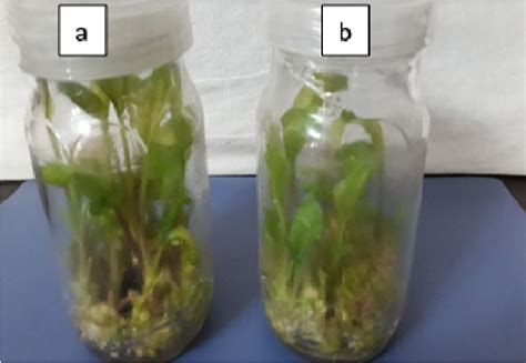 In Vitro Comparison Of The Effect Of Supplementing Ms Medium With A Download Scientific