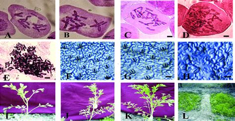 Cytogenetic And Morphological Effects Of Colchicine Treatment On Download Scientific Diagram