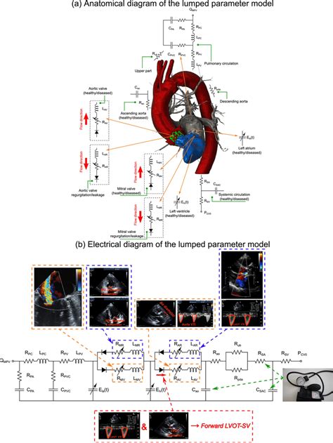 schematic diagram of the lumped parameter modeling a anatomical
