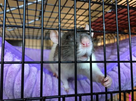 Rattie Ratz Charlotte Rose And Ms Peachy Bob Kings River Life Magazine