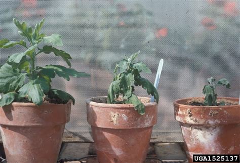 Pythium Diseases Genus Pythium Pringsh