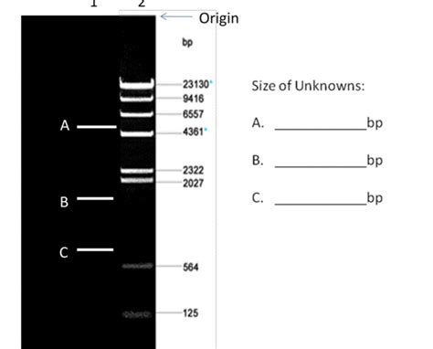 Solved Purified Bacteriophage Lambda Dna Digested With Hi