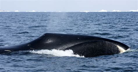 Bowhead Whales Habitat Diet And Conservation Ifaw