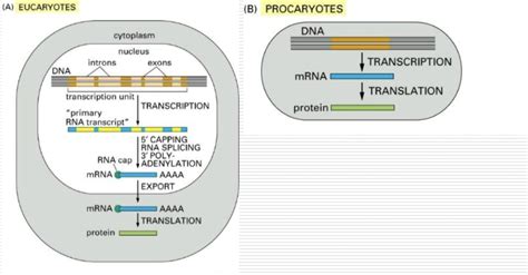 [solved] Summarize Explain And Simplify The Steps Leading From Gene To Course Hero