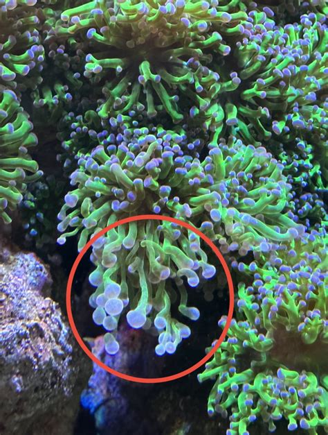 Frogspawn Care Reef2reef