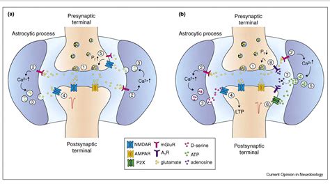 Figure 1 From Neuron Astrocyte Communication And Synaptic Plasticity