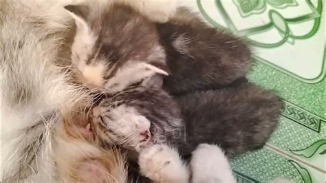 새끼 고양이는 우유를 놓고 경쟁합니다 Youtube