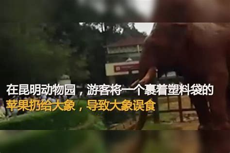 大象误食游客投喂塑料袋 “禁止投喂”提示牌就在跟前塑料袋大象游客