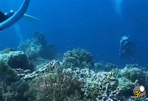 غافلگیری غواصان در زیر دریا در لحظه وقوع زلزله شدید ۷۲ ریشتری فیلو