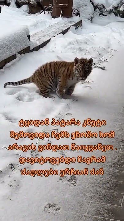 ვეფხვი Youtube