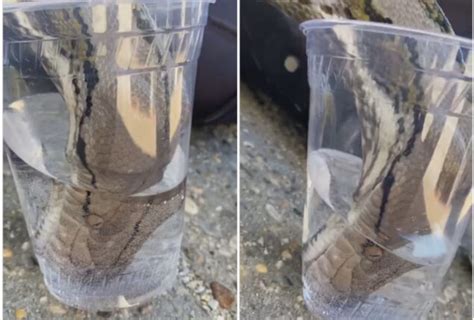 Thirsty Python Drinks Water From Glass In Seconds