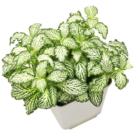 Fittonia Albivenis White Anne Aquasabi Aquascaping Shop