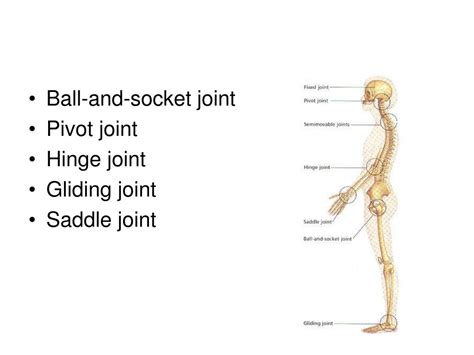 Pivot Joints In The Human Body