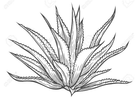 Agave Plant Tattoo Pattern Agave Leaf Tattoo Agave Tequila Plant