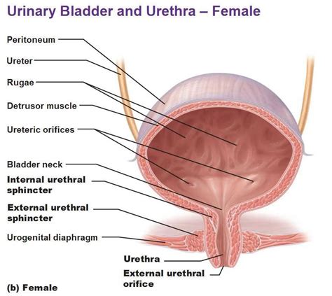 Exploring The Intricacies Of The Female Bladder A Comprehensive