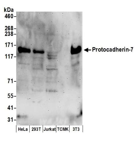 Pcdh7 Antibody Bsa Free Nbp3 29122 Novus Biologicals