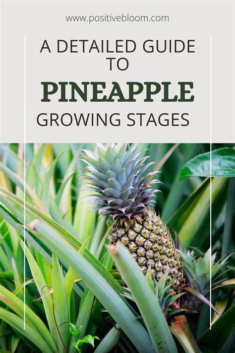 A Detailed Guide To All The Pineapple Growing Stages Growing
