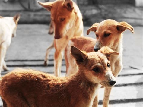 Ranchi Crime Ranchi Drunken Youth Took Revenge By Biting A Dog In