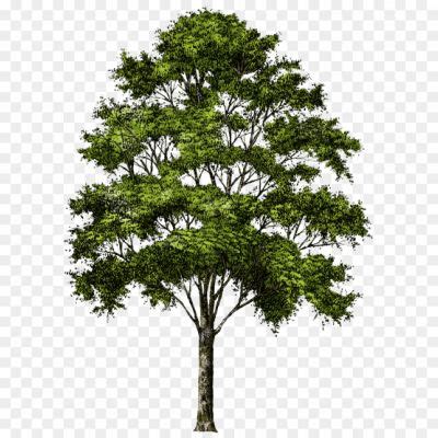 Tree No Background Isolated PNG Pngsource