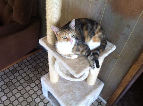 Tinkerbell The Cat Tinkerbell Cat Twitter