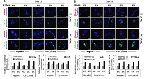 Hepatic And Biliary Cell Differentiation Of Heparg Encapsulated Within