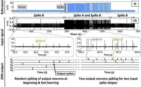 Frontiers Spiking Neural Networks Based On Oxram Synapses For Real Time Unsupervised Spike Sorting