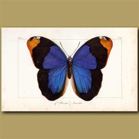 Morpho Inachis Butterfly Genuine Antique Print For Sale