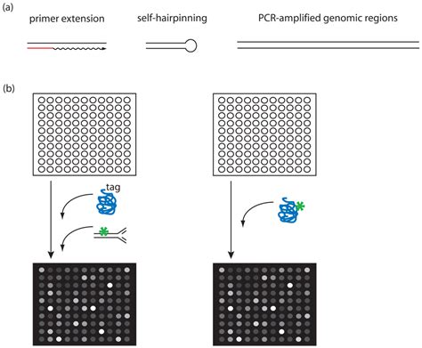 DNA Microarray Technologies For Measuring Protein DNA Interactions Abstract Europe PMC