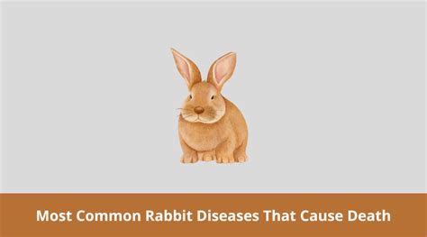 Ensuring Rabbit Health Identifying And Preventing Deadly Diseases