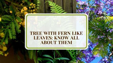 15 Tree With Fern Like Leaves Know All About Them Plant America