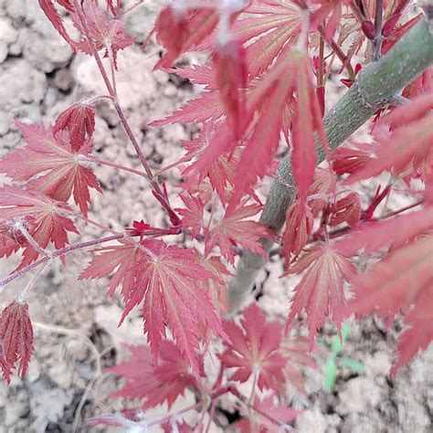Acer Palmatum Ariadne Japanese Maple Chinese Exporter