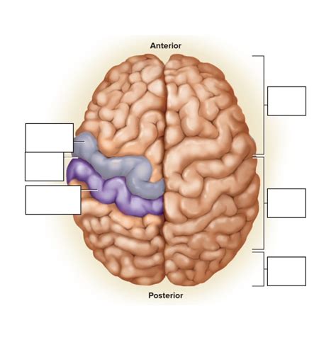 Somatosensory Cortex Location