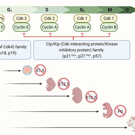 Cm Cell Cycle Regulators And Inhibitors The Cycle Is Categorized Into Download Scientific