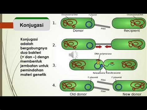 REPRODUKSI ASEKSUAL DAN SEKSUAL BAKTERI YouTube