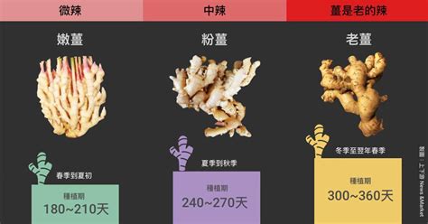 【薑薑秘密】老薑是嫩薑的阿嬤嗎？薑發芽還能吃？種薑傷地是真的？解開10個薑之謎 上下游新聞市集 Line Today