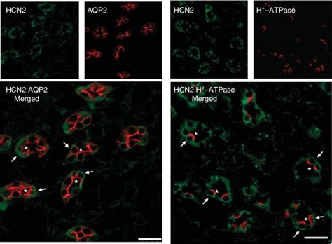 Immunolocalization Of Subtype 2 Of Hyperpolarization Activated Cyclic Download Scientific