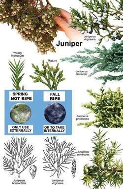 Different Types Of Juniper Species