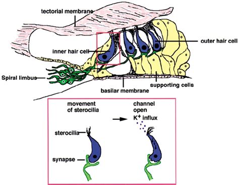 Cochlear Hair Cells