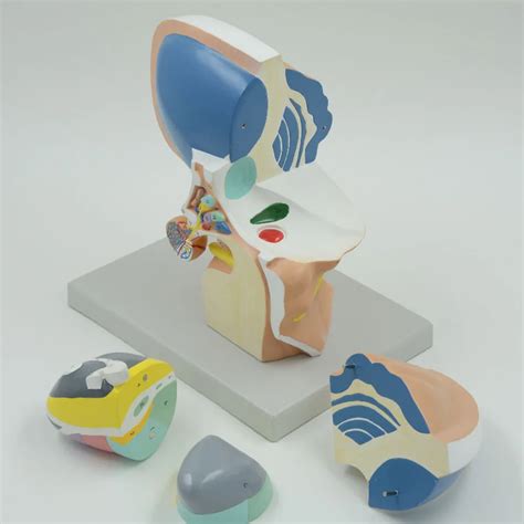 Human Plastic Diencephalon Anatomical Model For Learning And Teaching