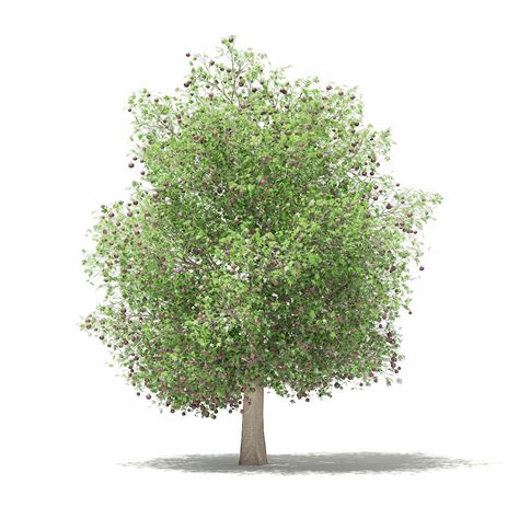 Common Fig Tree With Fruits 3d Model 66m 3d Model 19 C4d Max Fbx