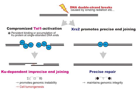 Dna Double Strand Breaks [image] Eurekalert Science News Releases