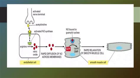 Cell Signalling Pathway Intra And Extra Cellular Signalling Pptx