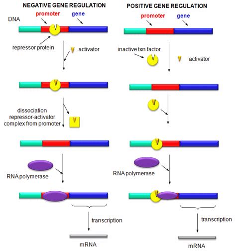 Regulation Example Of Biology At Vivian Nelson Blog