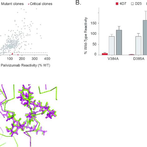 Rsv F Prefusion And Postfusion Structures And Antigenic Sites Surface Download Scientific