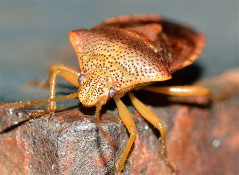 Edit Free Photo Of Hemiptera Insect Bug Free Pictures Free Photos