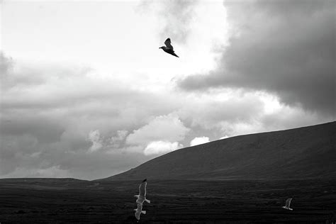 Seagull Photograph By Hiro Masuda Fine Art America