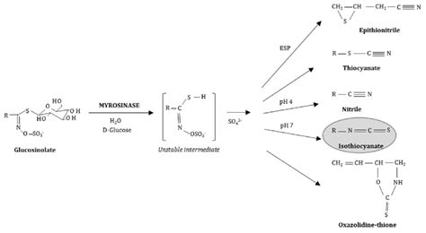 General Structure Of Sulfur Containing Glucosinolates Glss And Their Download Scientific