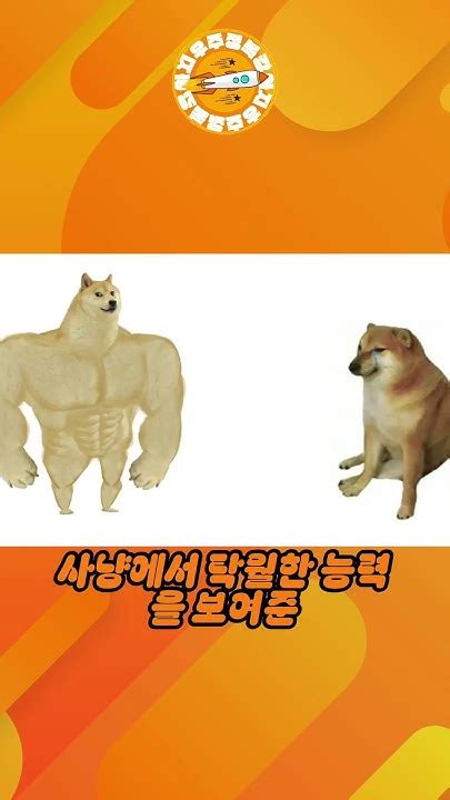 시바견의 숨겨진 2000년 역사 🐕 천연기념물 시바견 강아지역사 천연기념물 멸종위기극복 전설의강아지 시바이누 Youtube
