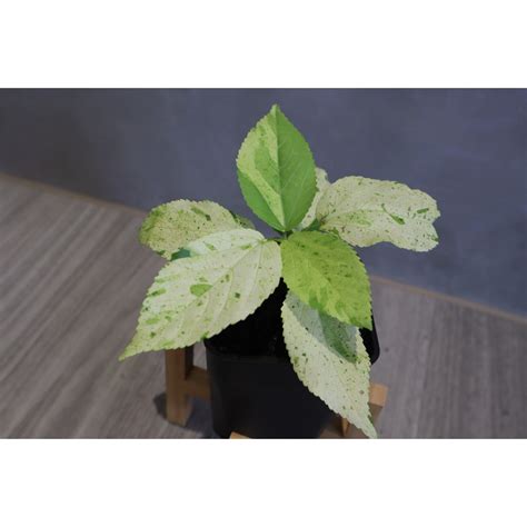 撒金鐵莧擇優出貨acalypha Wilkesiana Java White 4吋少見美斑室內外 蝦皮購物